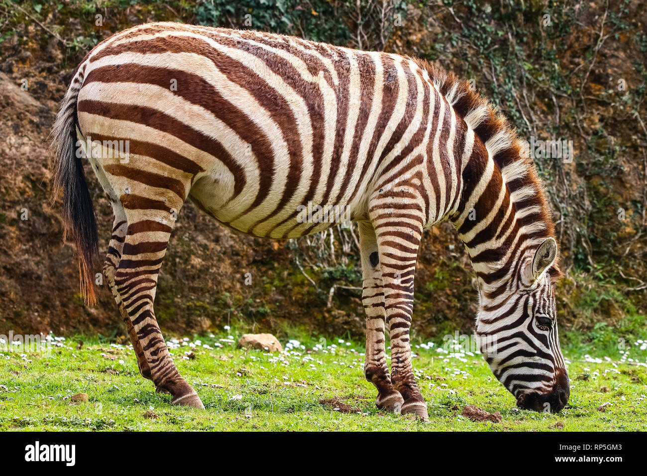 Grevy's zebra or Real (Equus grevyi). Common zebra (Equus quagga Stock ...