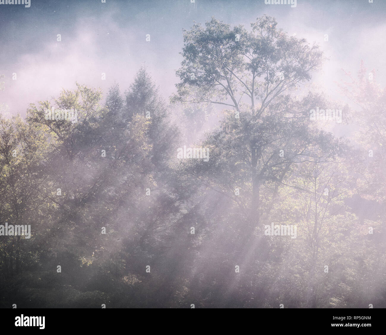 Sunbeams through trees hi-res stock photography and images - Alamy