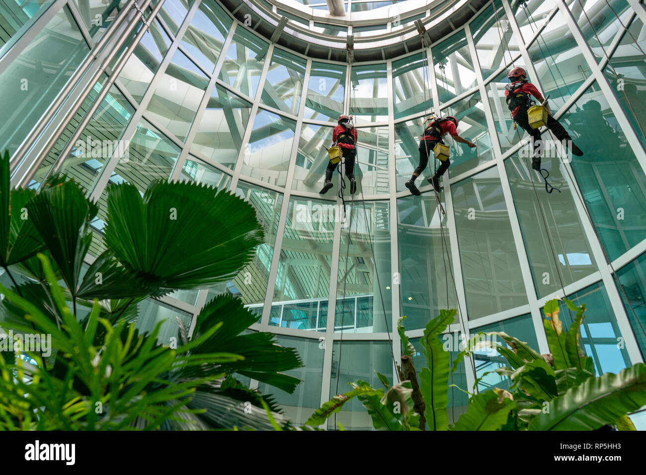 Workers in safety gear perform high-rise window cleaning on a glass ...