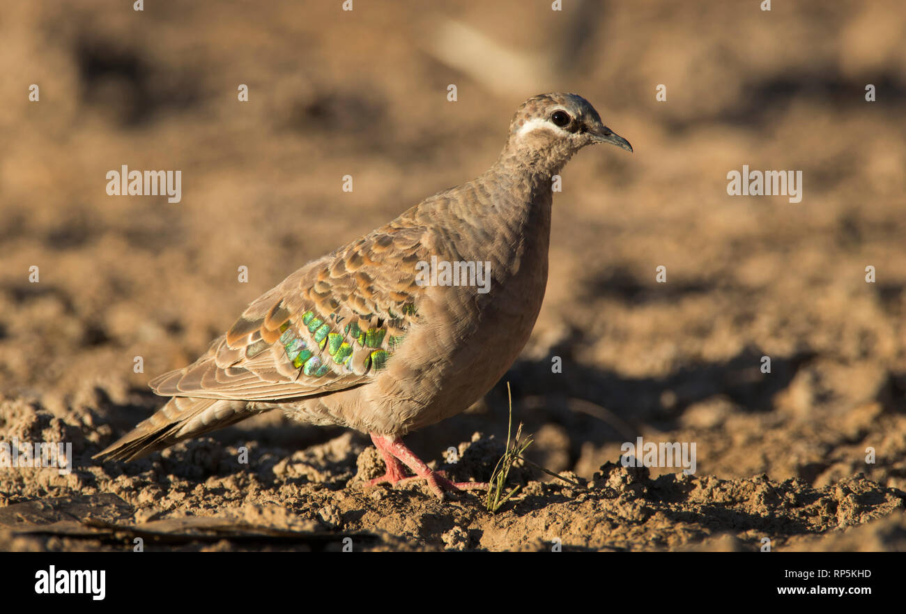 Common Bronzewing pigeon, Phaps chalcoptera, near Mount Isa, Western ...