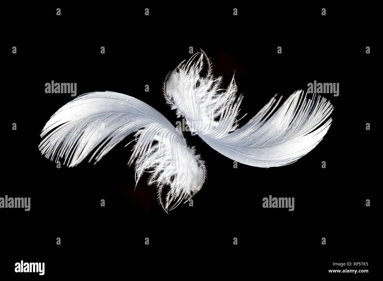 Feathers floating air hi-res stock photography and images - Alamy