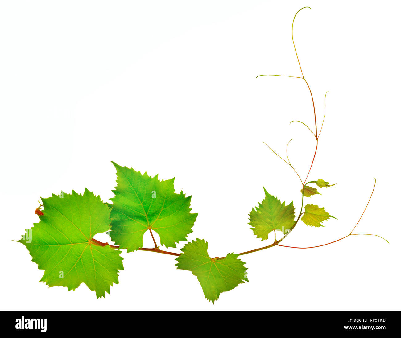 vine and leaves isolated on white background Stock Photo - Alamy
