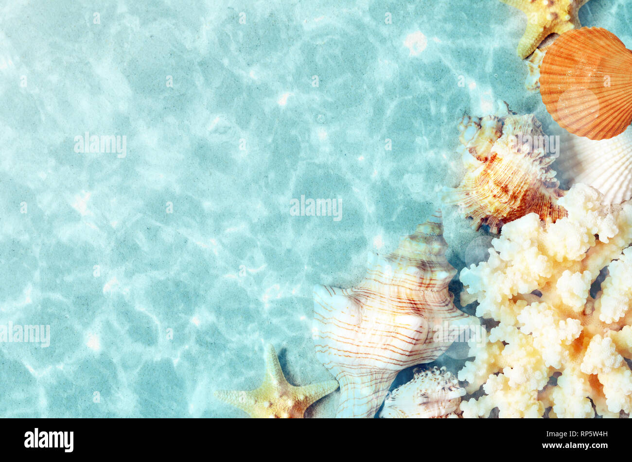 Seashell on the summer beach in sea water. Summer background. Summer ...