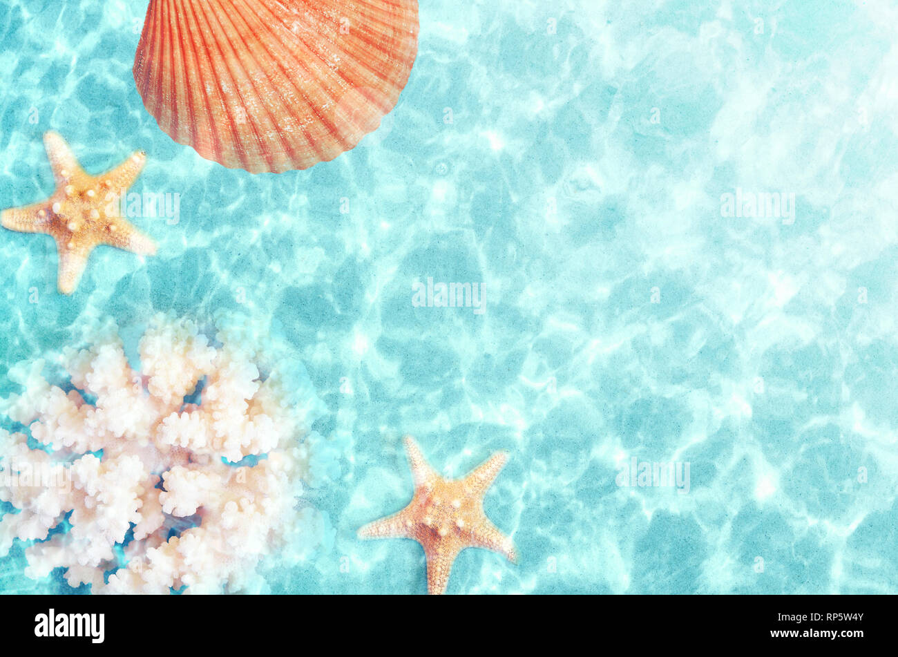 Seashell on the summer beach in sea water. Summer background. Summer ...
