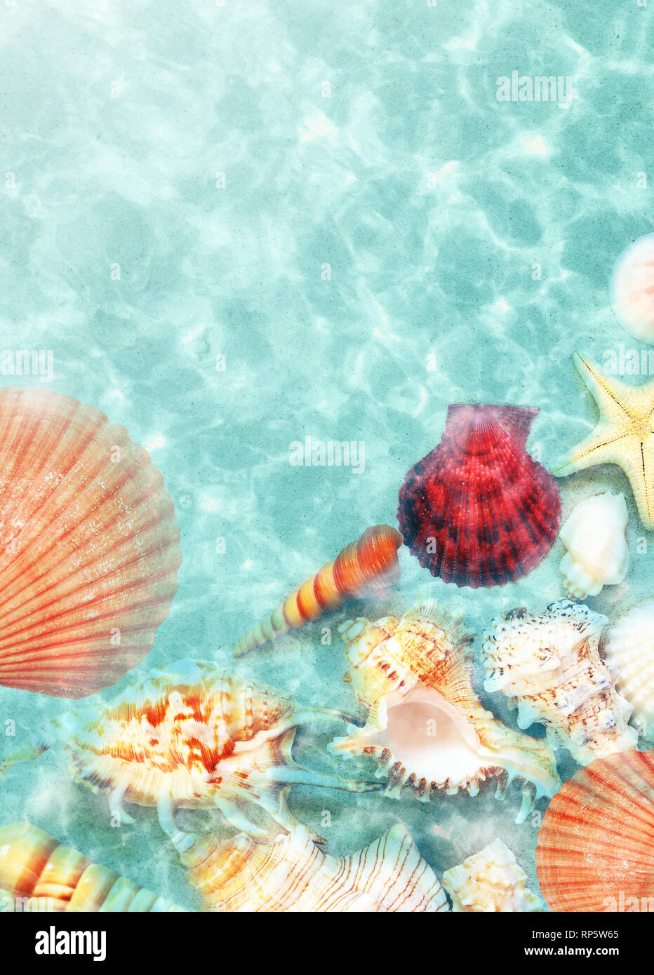 Seashell on the summer beach in sea water. Summer background. Summer ...