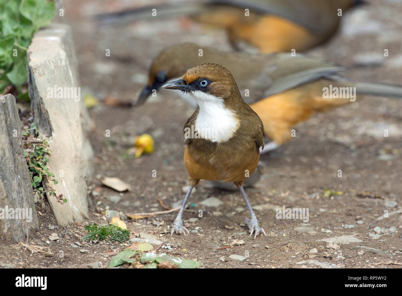 White throated laughing thrush garrulax albogularis flock hi-res stock ...