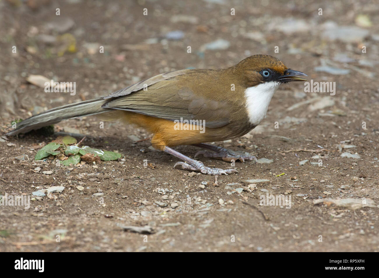 White-throated Laughingthrush (Garrulax albogularis). Profile Stock ...
