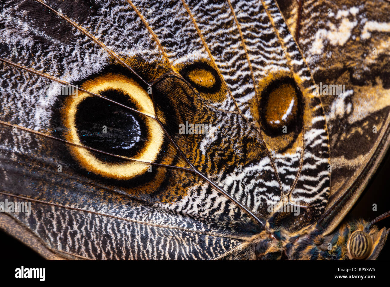 Butterfly wing texture, close up of detail of butterfly wing for ...