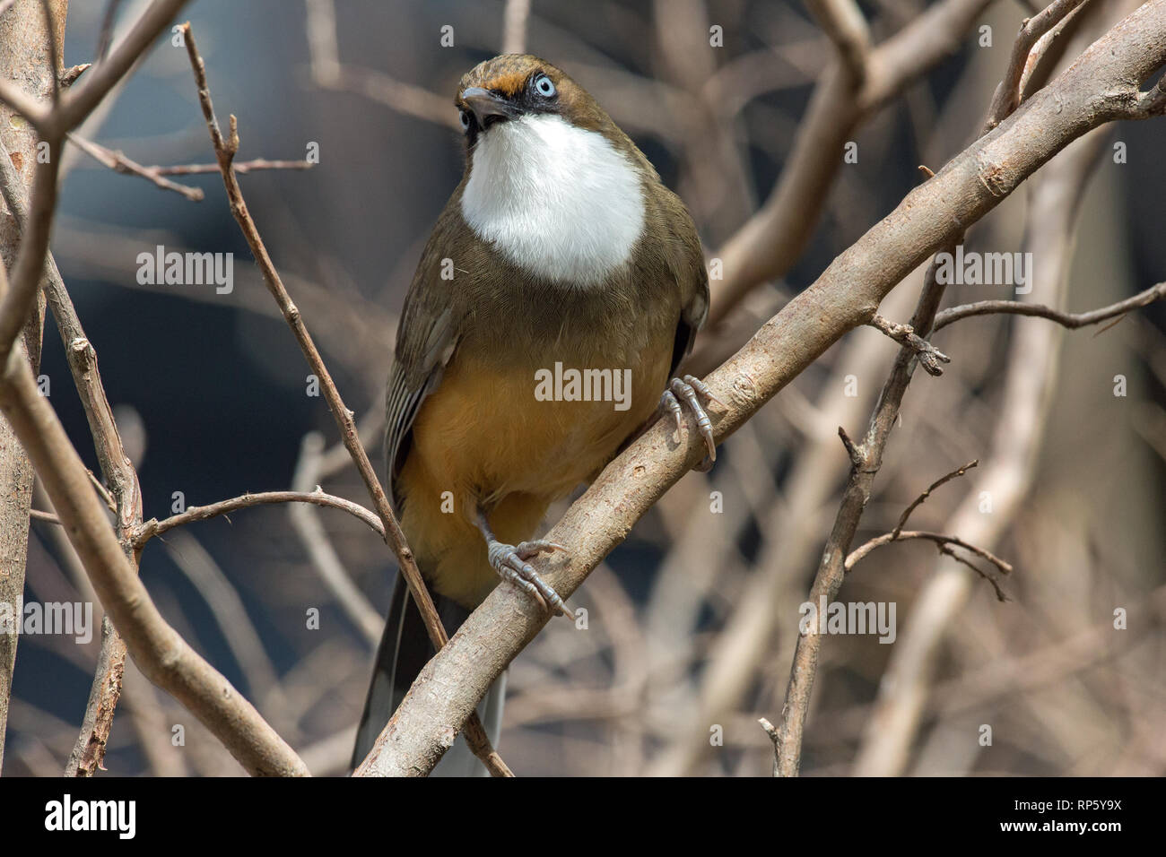 White-throated Laughing thrush (Garrulax albogularis). Himalayan ...