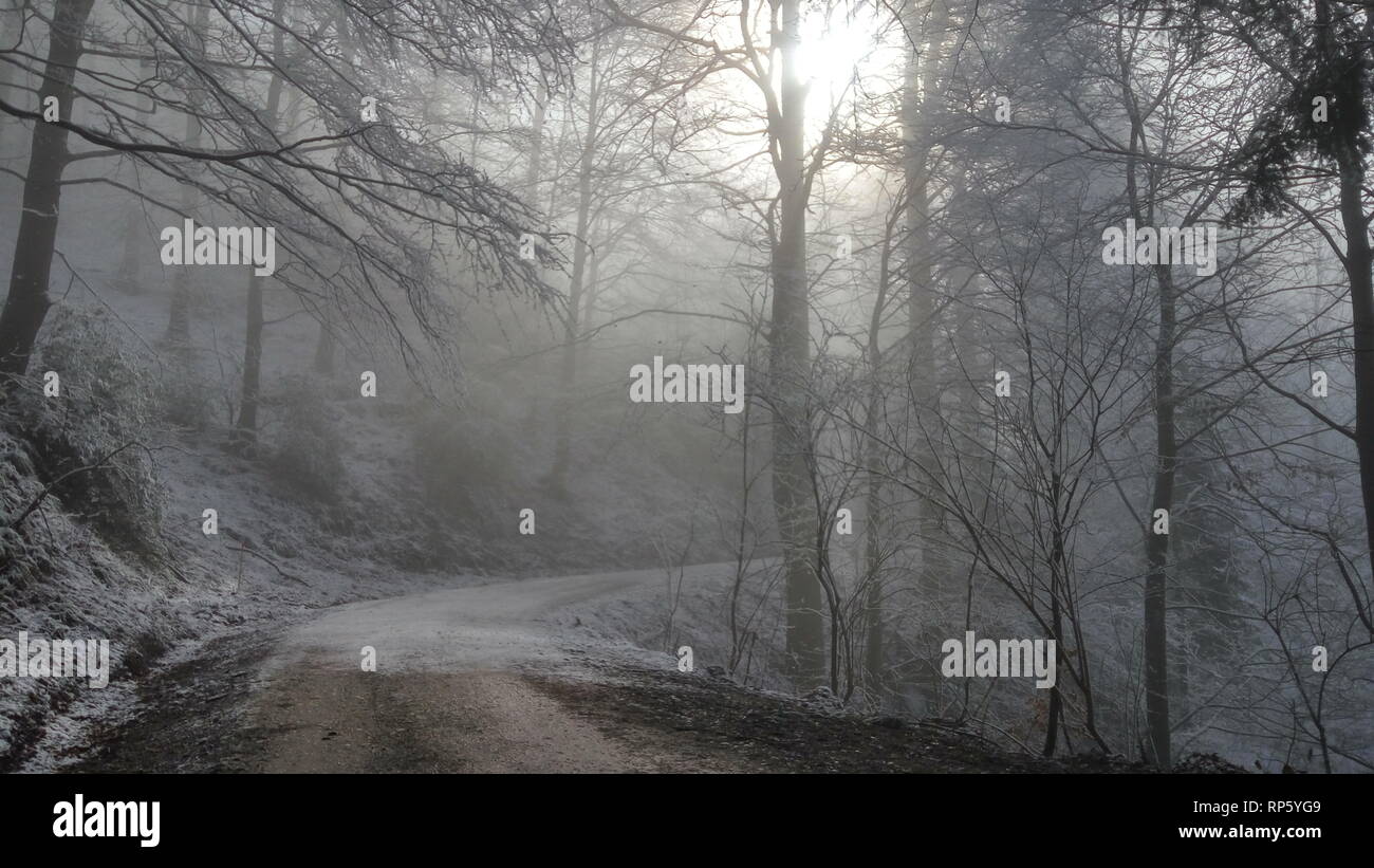 foggy forest trail in winter Stock Photo - Alamy