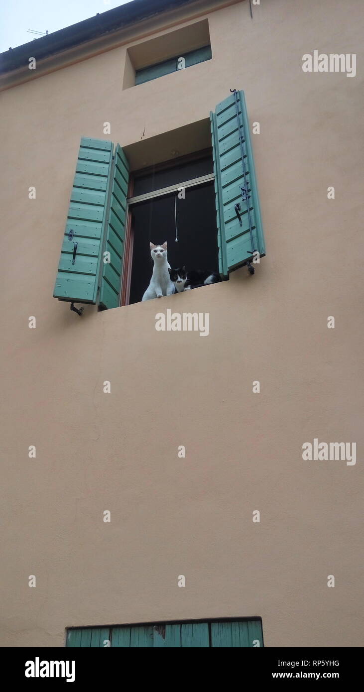 Two cats sitting in window hi-res stock photography and images - Alamy