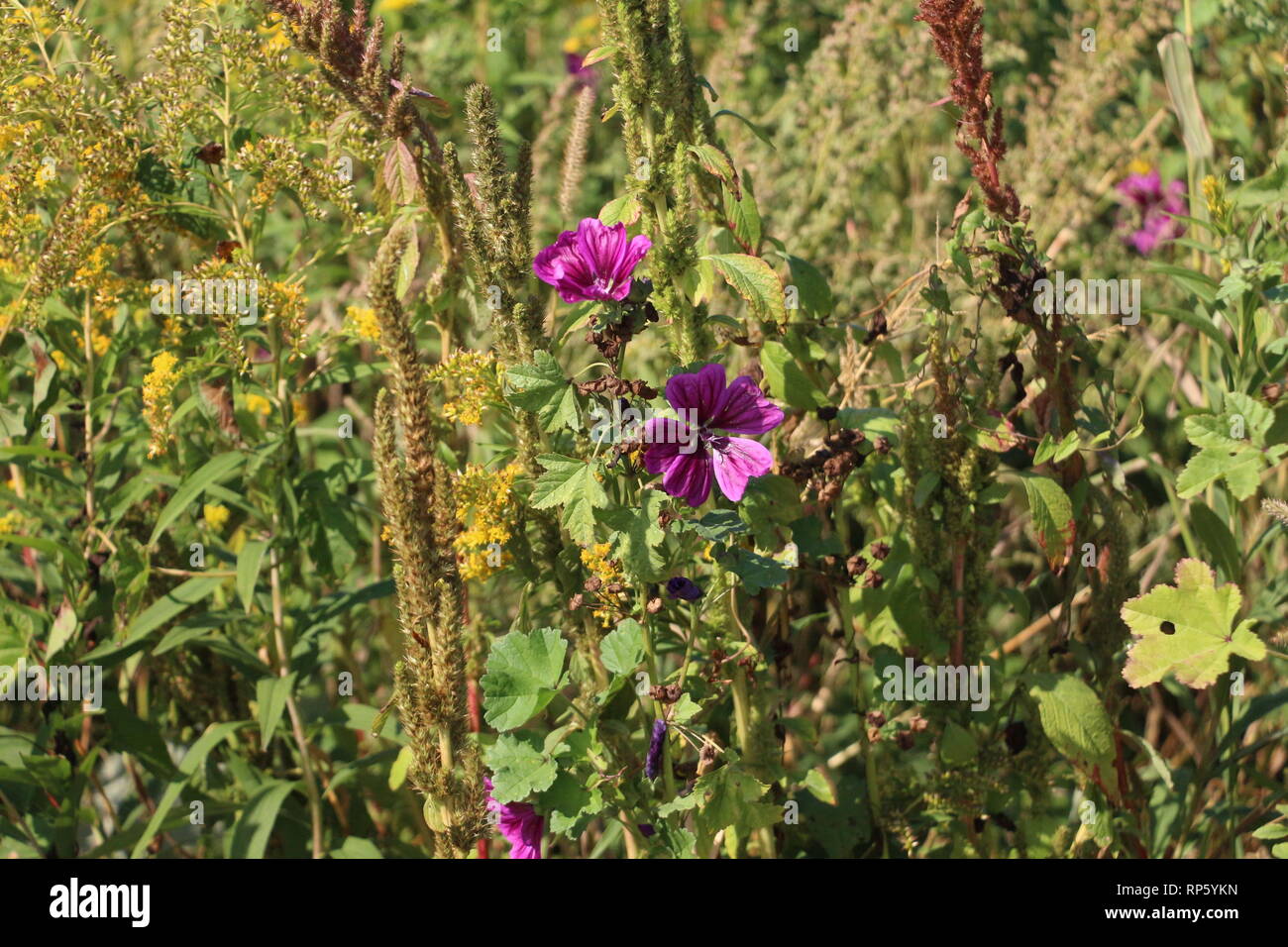 Malve hi-res stock photography and images - Alamy