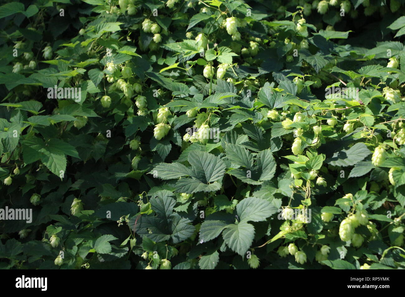 Wild hops plant hi-res stock photography and images - Alamy