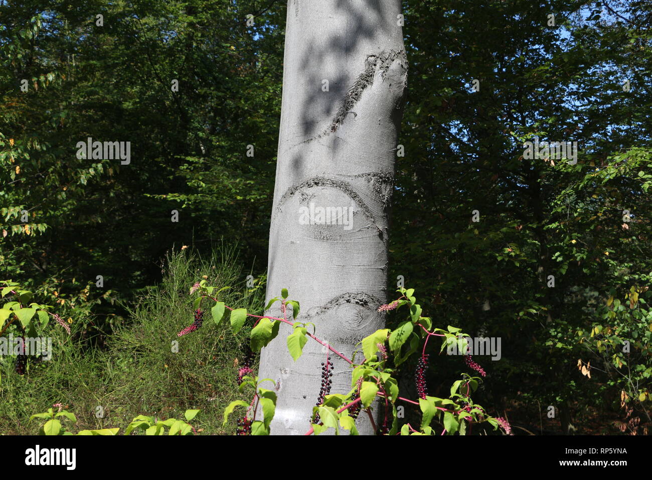 Tree of eyes Stock Photo - Alamy