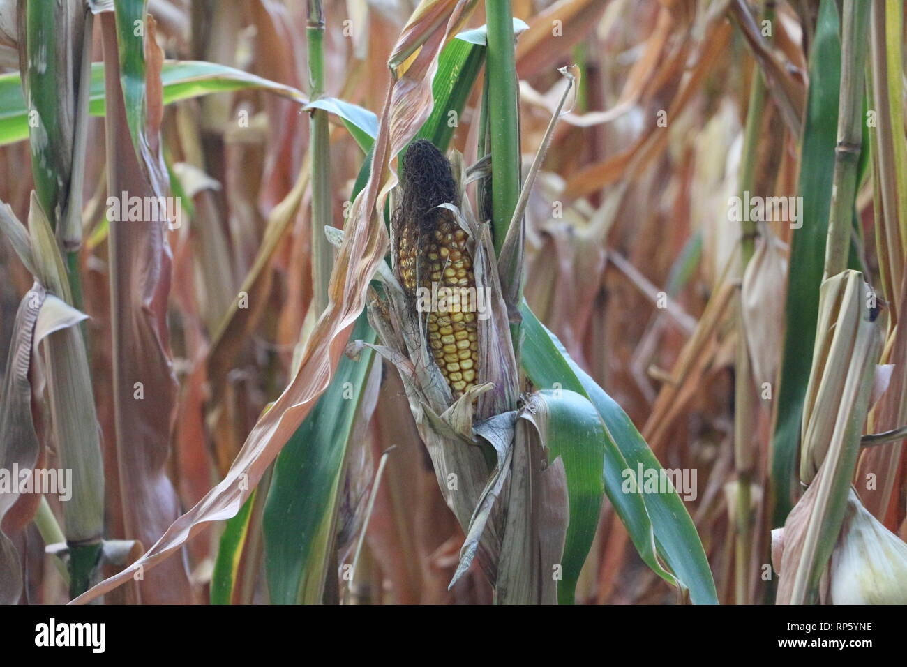 Corn plant damage hi-res stock photography and images - Alamy
