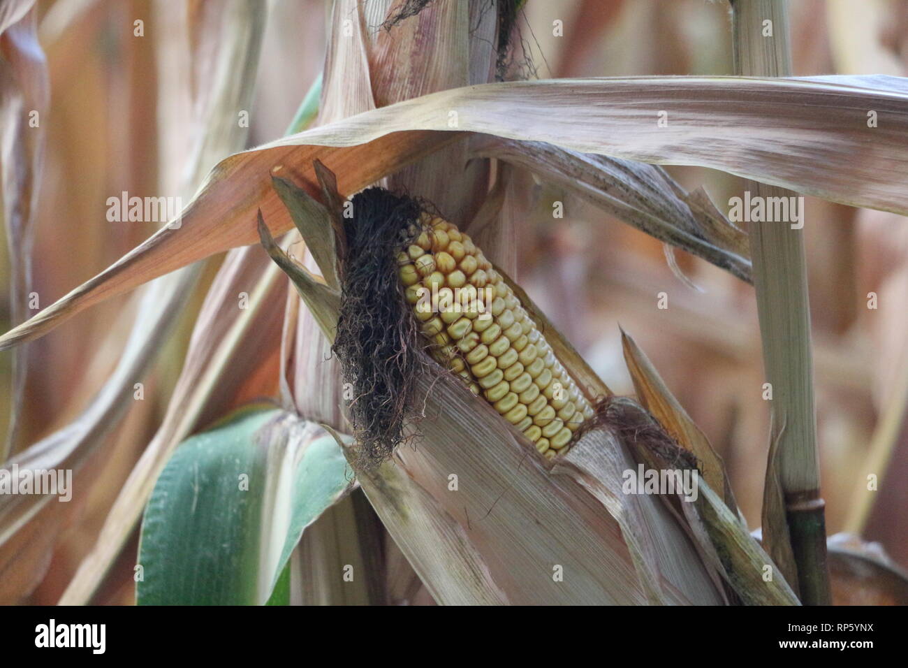 Corn plant damage hi-res stock photography and images - Alamy