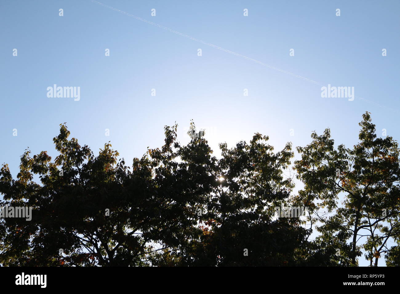 Sunset behind trees Stock Photo - Alamy