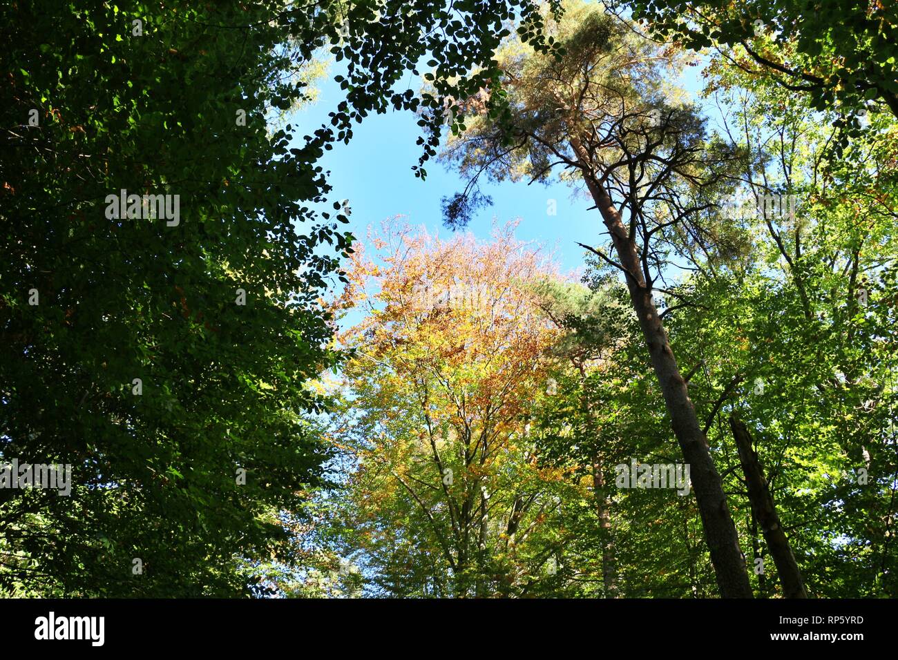Rays sun through trees crown hi-res stock photography and images - Alamy