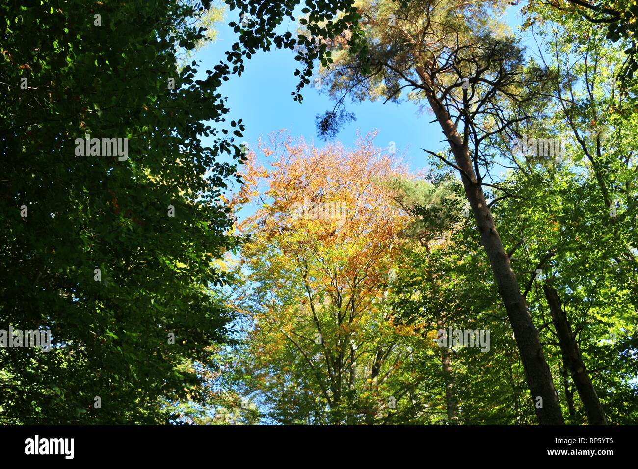 Sun through tall tree hi-res stock photography and images - Alamy