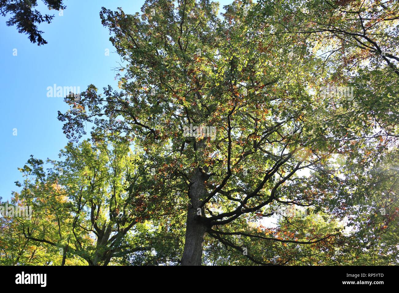 Sun through trees looking up hi-res stock photography and images - Alamy