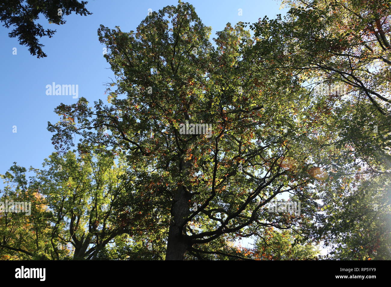 Tall majestic plants High Resolution Stock Photography and Images - Alamy