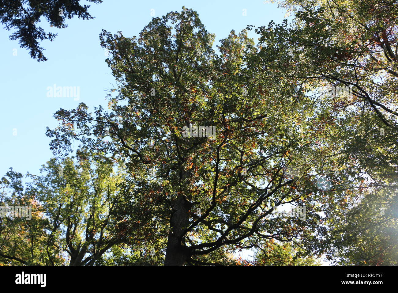 Sun through trees looking up hi-res stock photography and images - Alamy
