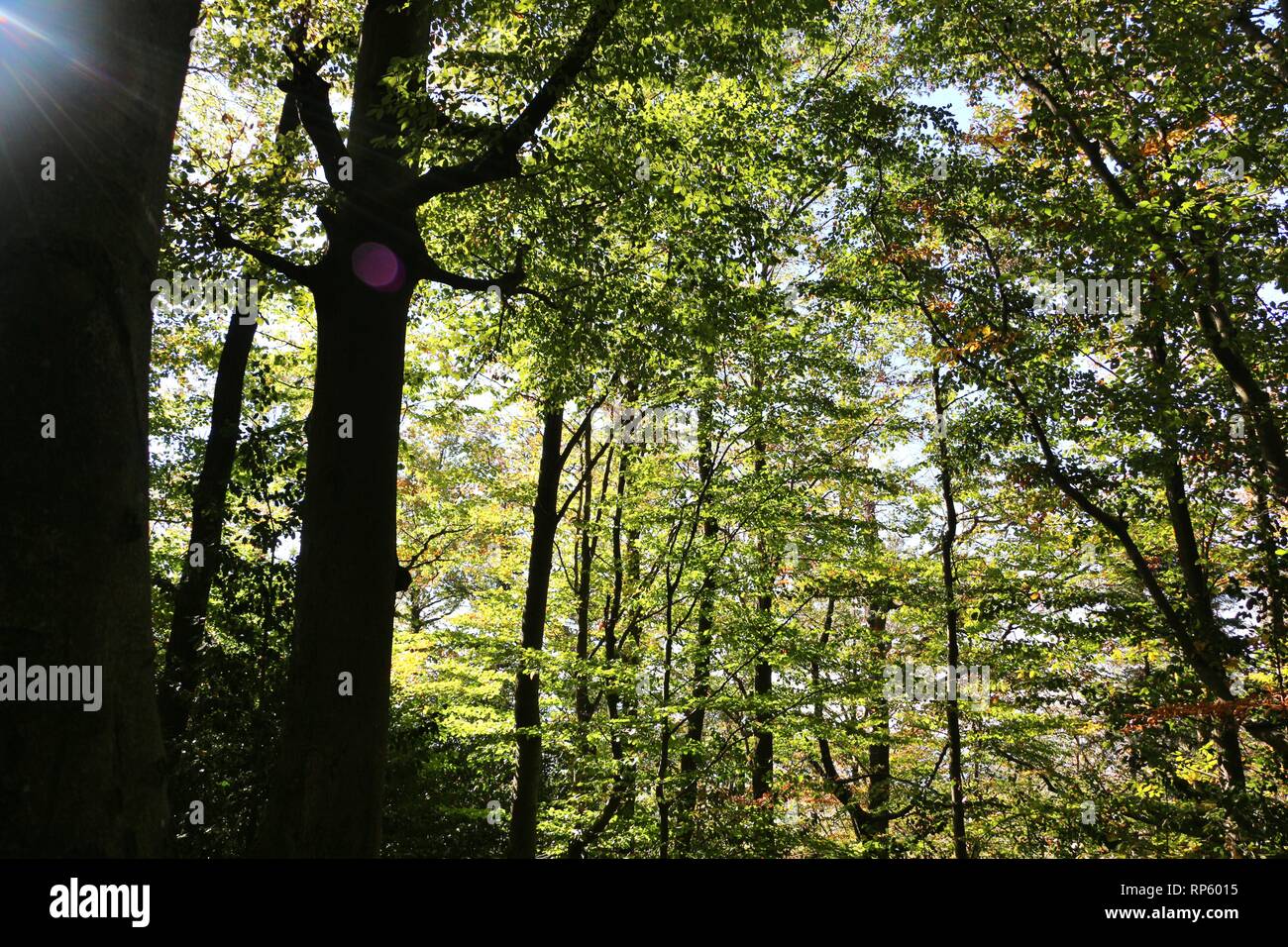 Peaceful forest scene hi-res stock photography and images - Alamy