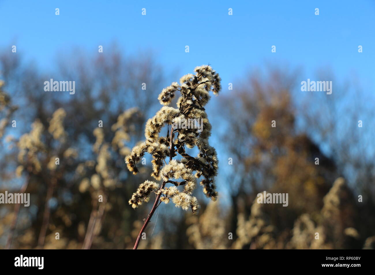 Floral foam arrangement hi-res stock photography and images - Alamy