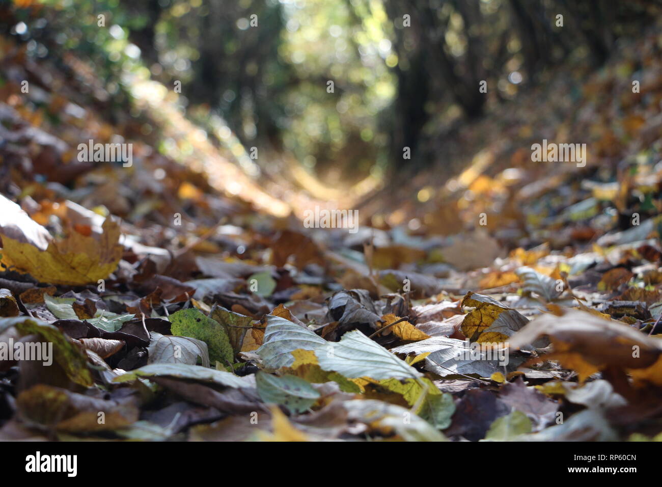 Autumn forest path in the foliage Stock Photo - Alamy