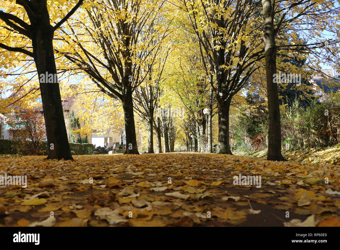 Autumn forest path in the foliage Stock Photo - Alamy