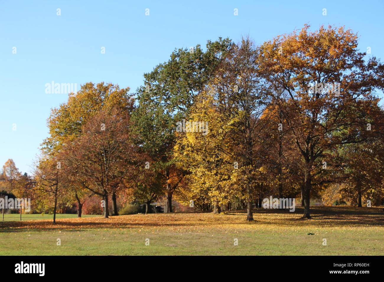 Autumnal tree in the park in sunny weather Stock Photo - Alamy