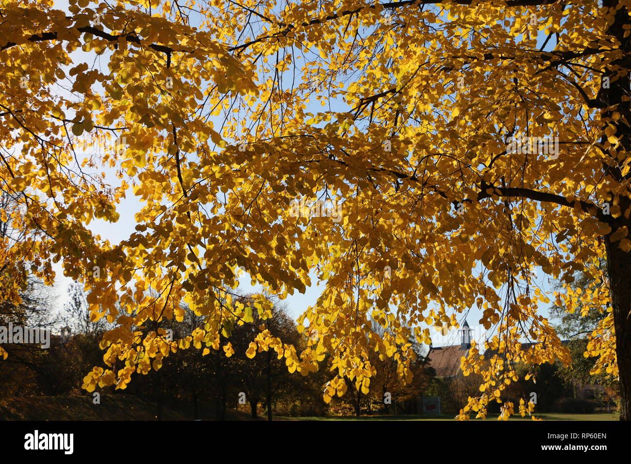 Sunshine gold hi-res stock photography and images - Alamy