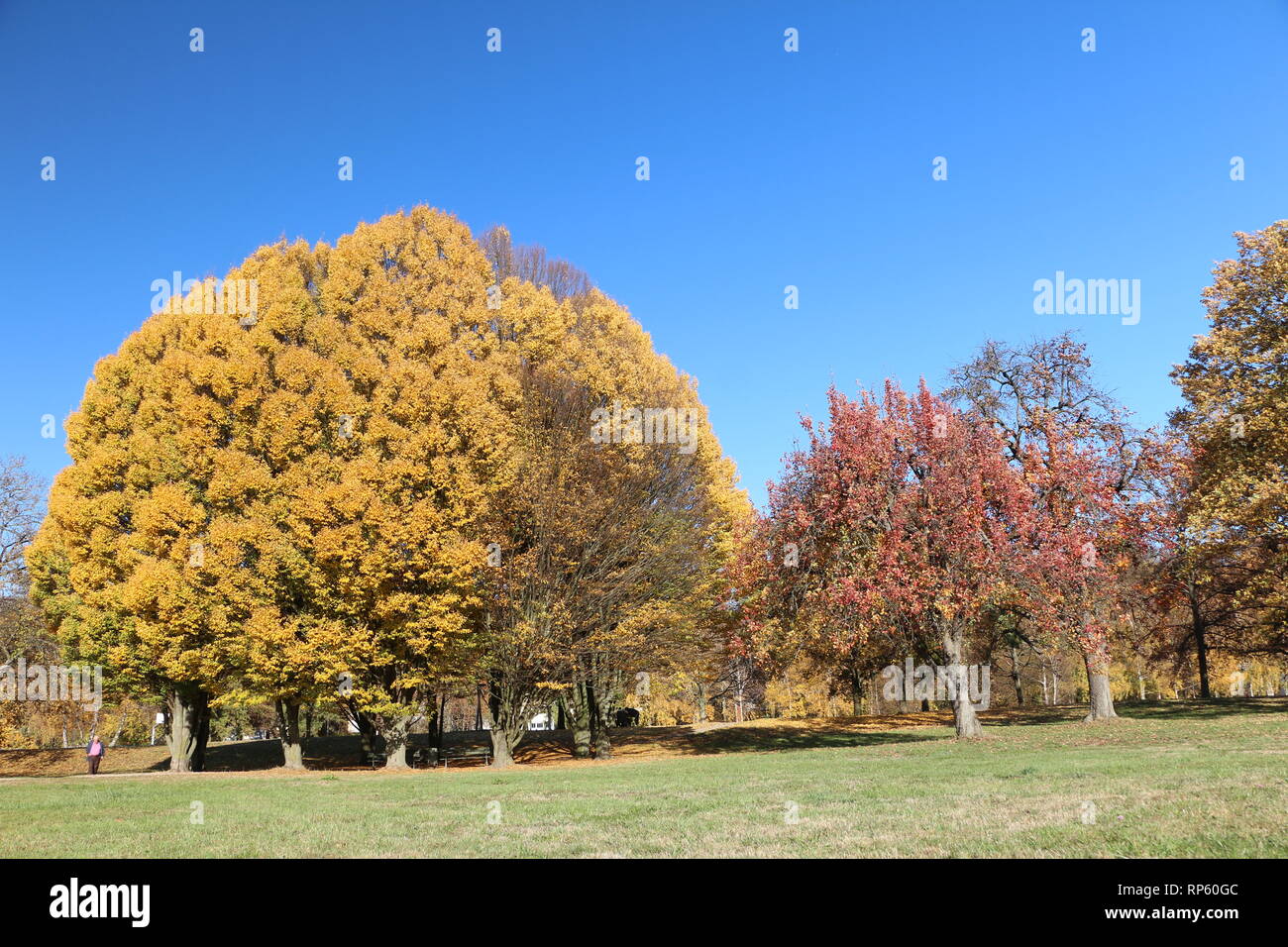 Autumnal tree in the park in sunny weather Stock Photo - Alamy
