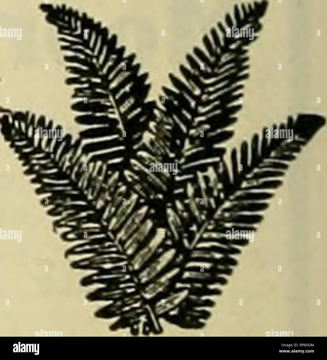 10 lari hi-res stock photography and images - Alamy