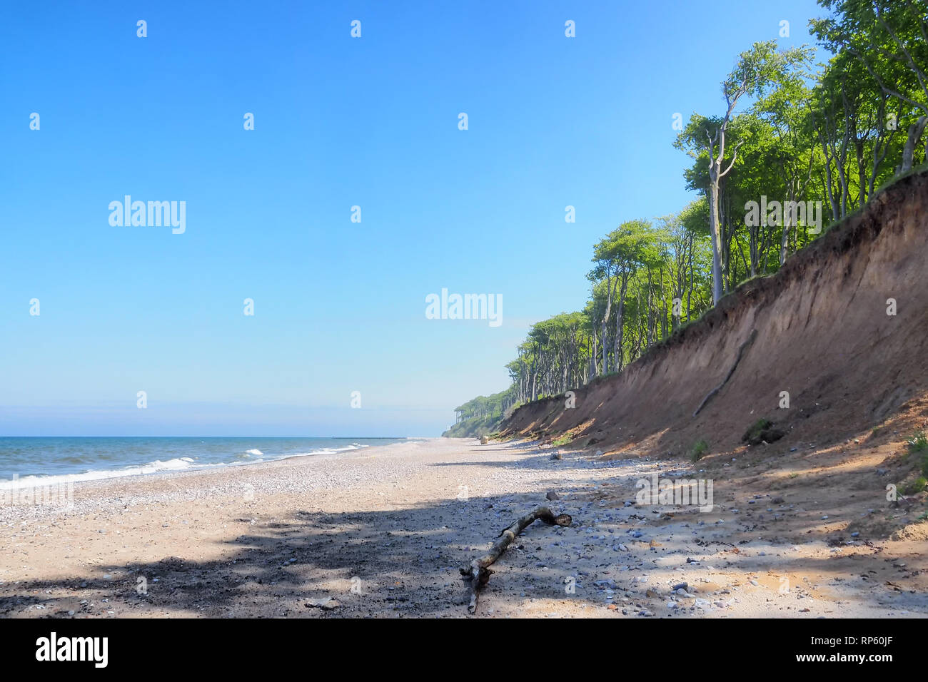 "Ghost forest" and beach at the Baltic resort Nienhagen, Germany Stock ...