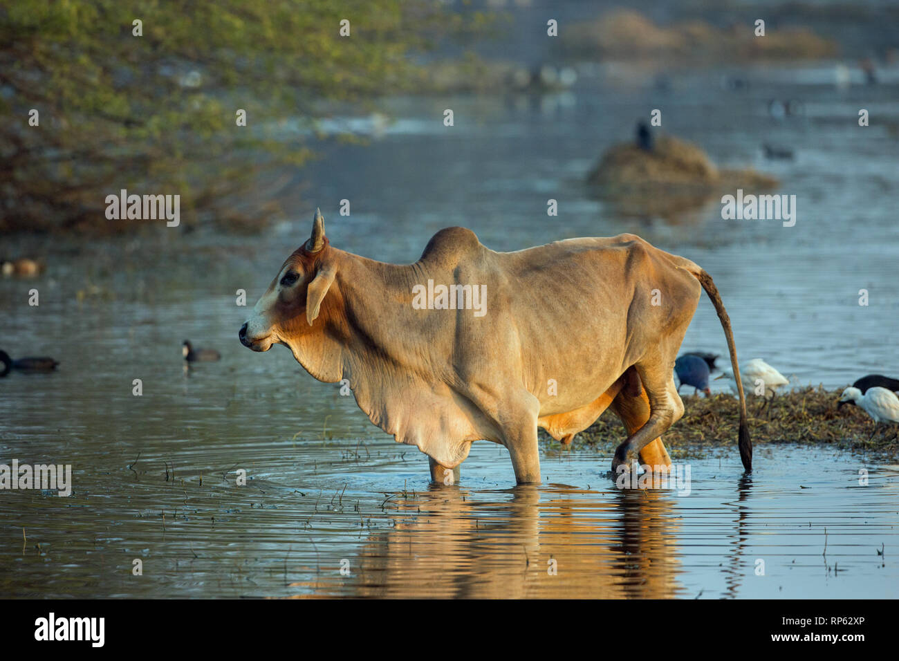 Zebu Cattle (Bos primigenius indicus). Wallowing through the shallows ...