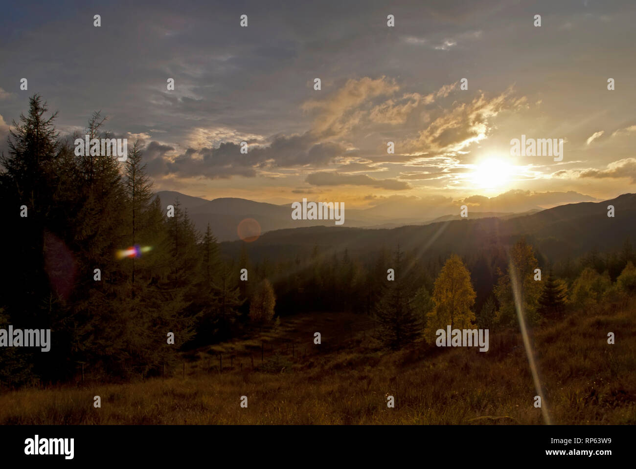 Spruce and Ash trees in a beautiful sunset Stock Photo - Alamy