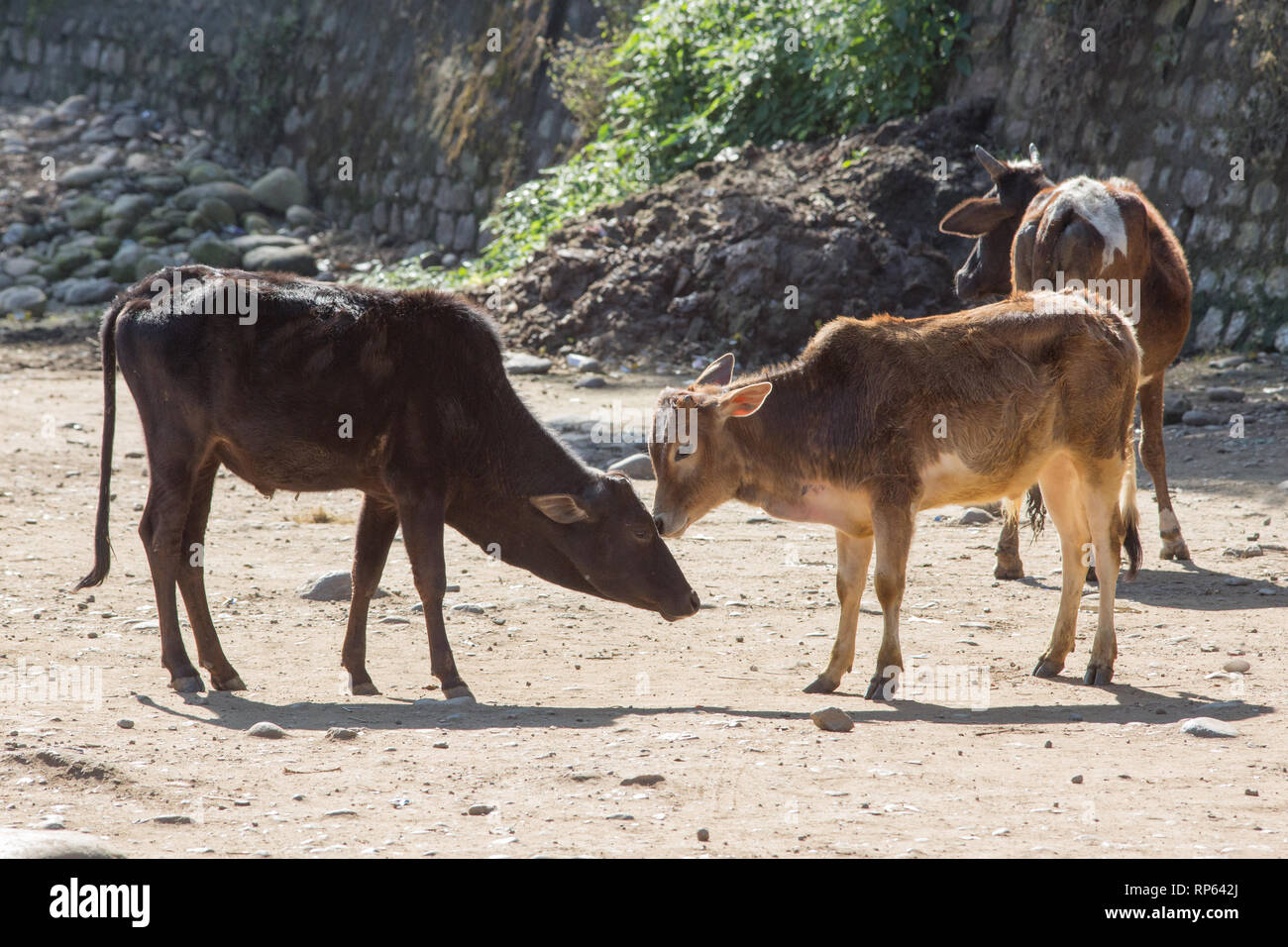 Bos indicus hi-res stock photography and images - Alamy