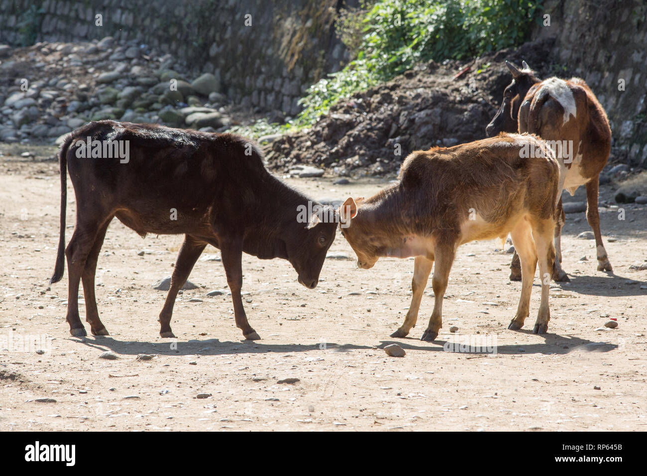 Horned zebu hi-res stock photography and images - Alamy