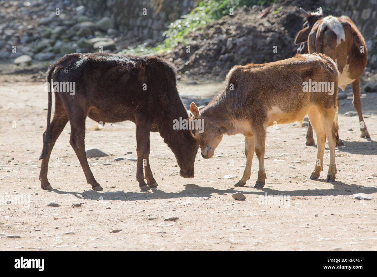 Horned zebu hi-res stock photography and images - Alamy