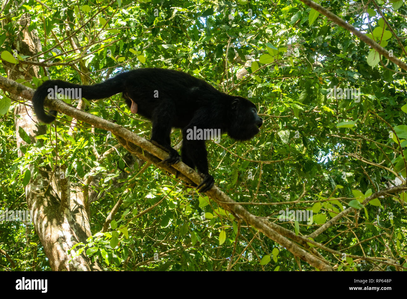 Black Howler Monkey High Resolution Stock Photography and Images - Alamy