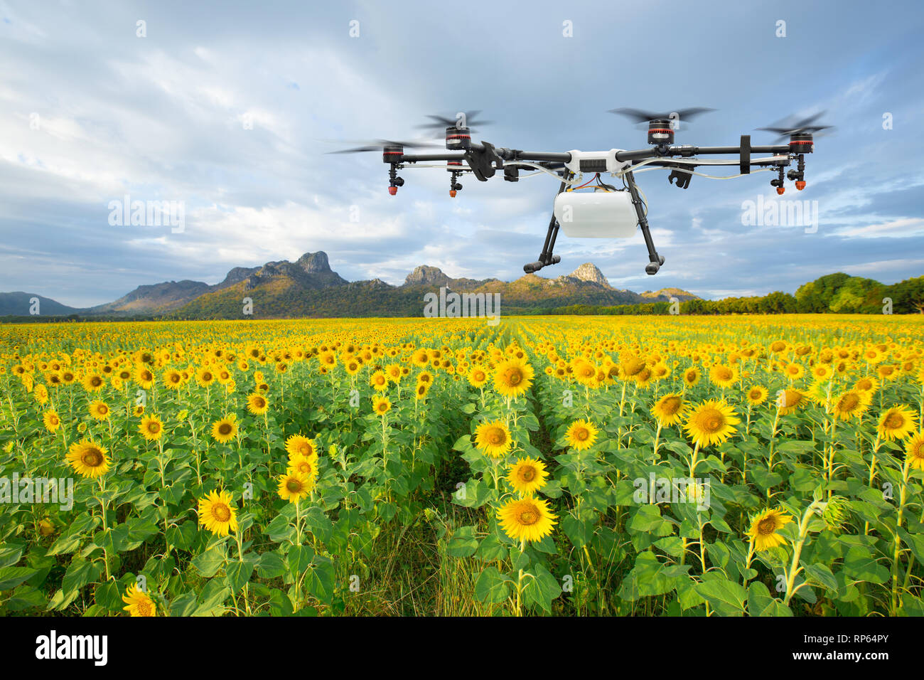 Agriculture drone flying on the sunflower field, Smart farm concept ...