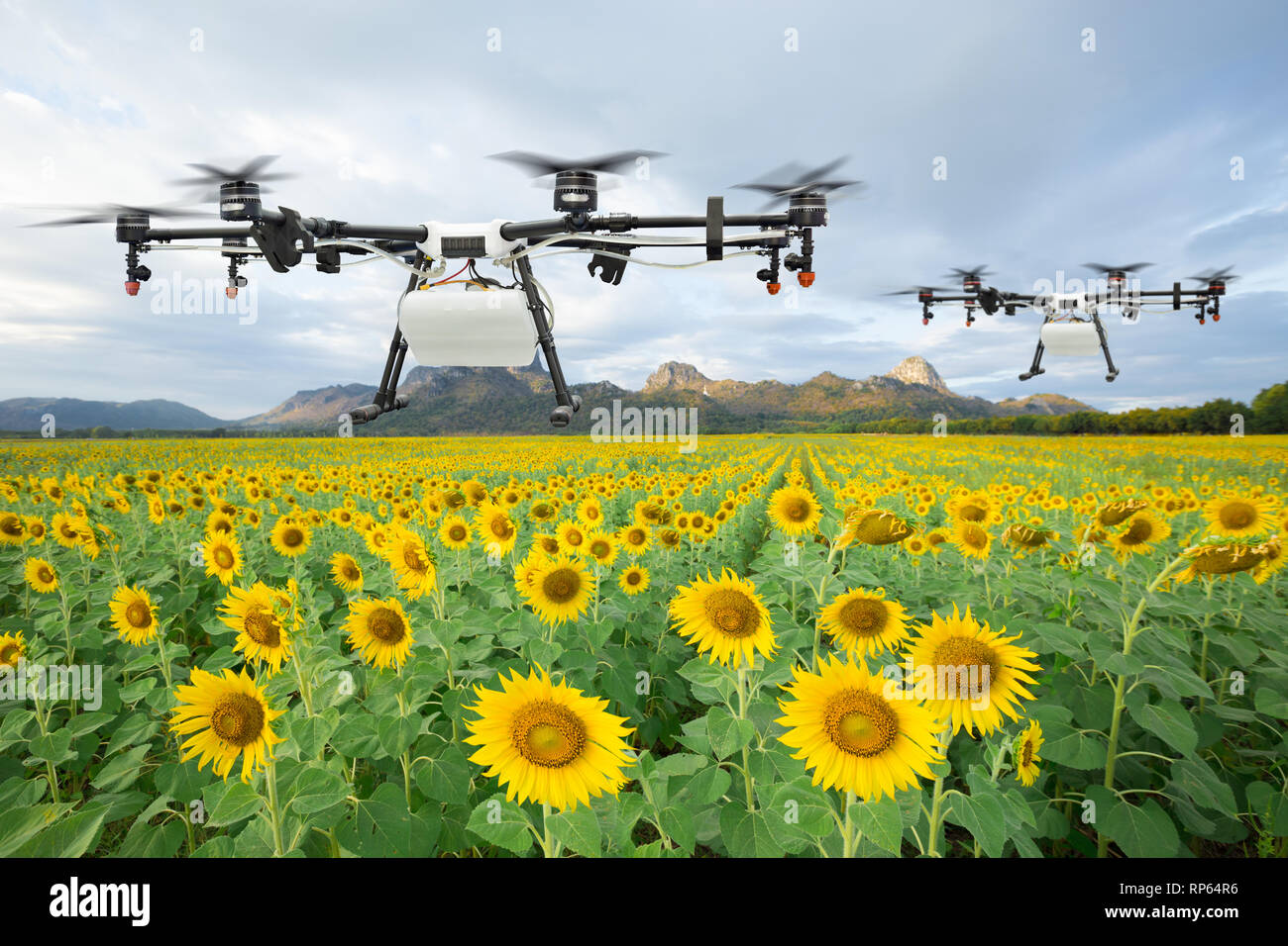 Agriculture drone flying on the sunflower field, Smart farm concept ...