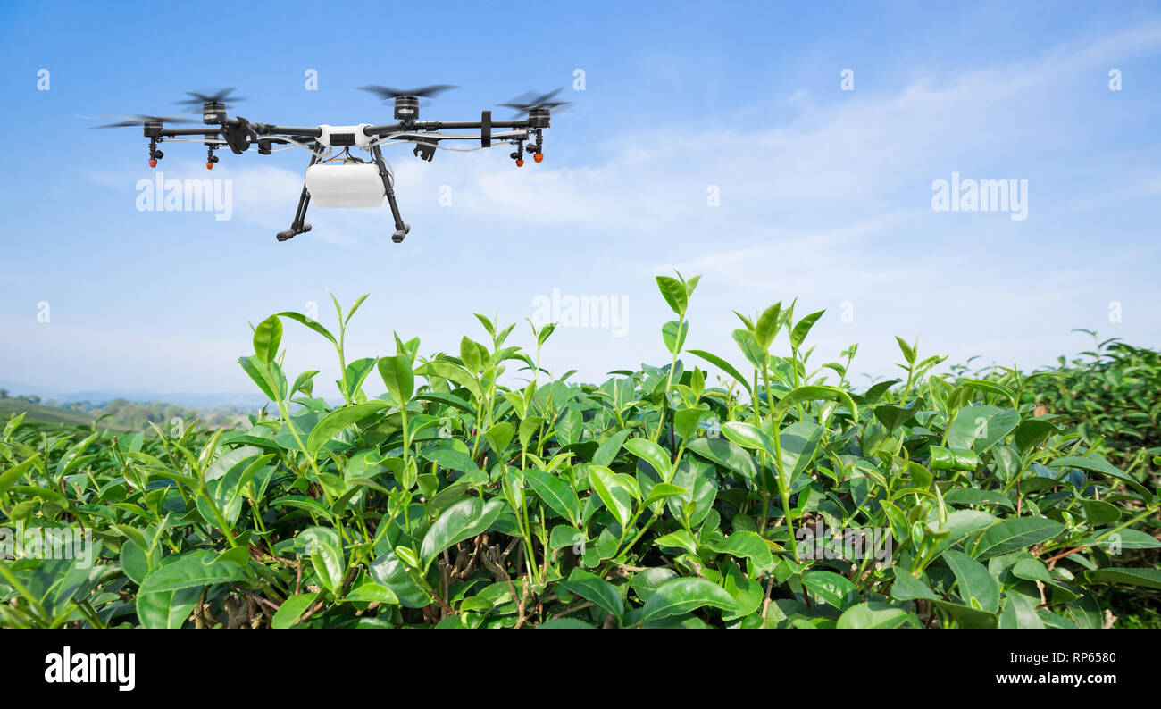 Agriculture drone fly to sprayed fertilizer on the green tea fields, Smart farm 4.0 concept ...
