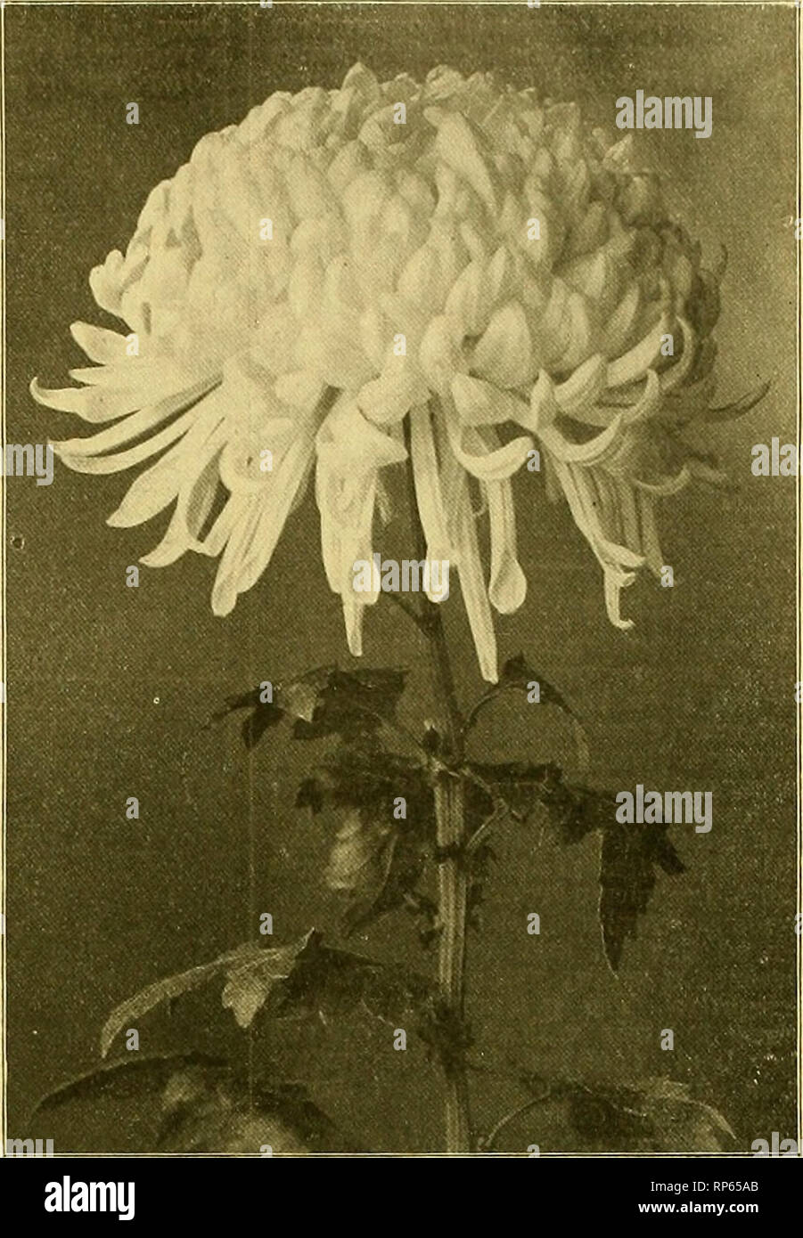 Reflexed shape of the petals hi-res stock photography and images - Alamy