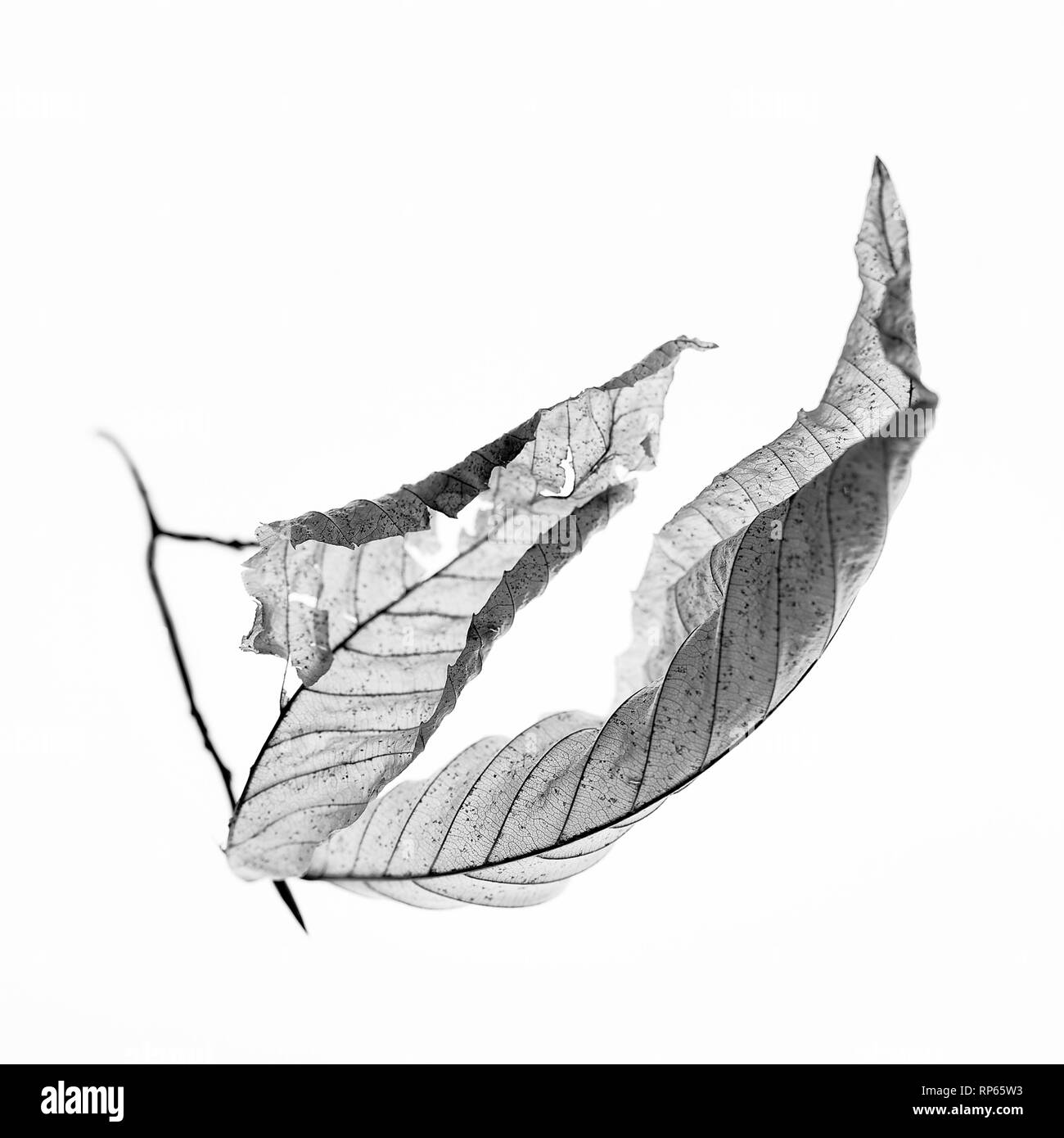 American beech leaf hi-res stock photography and images - Alamy