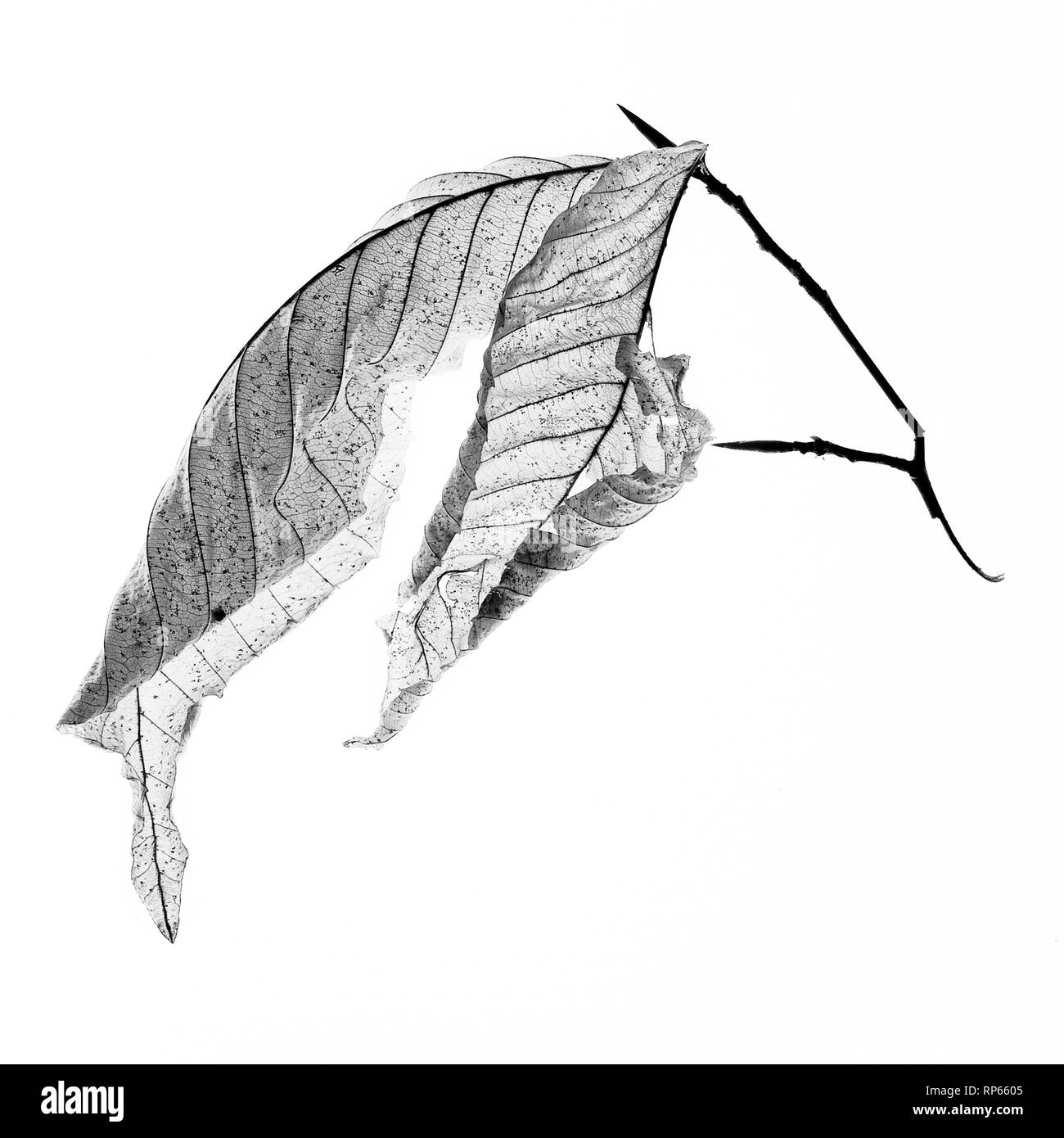 American beech leaf hi-res stock photography and images - Alamy