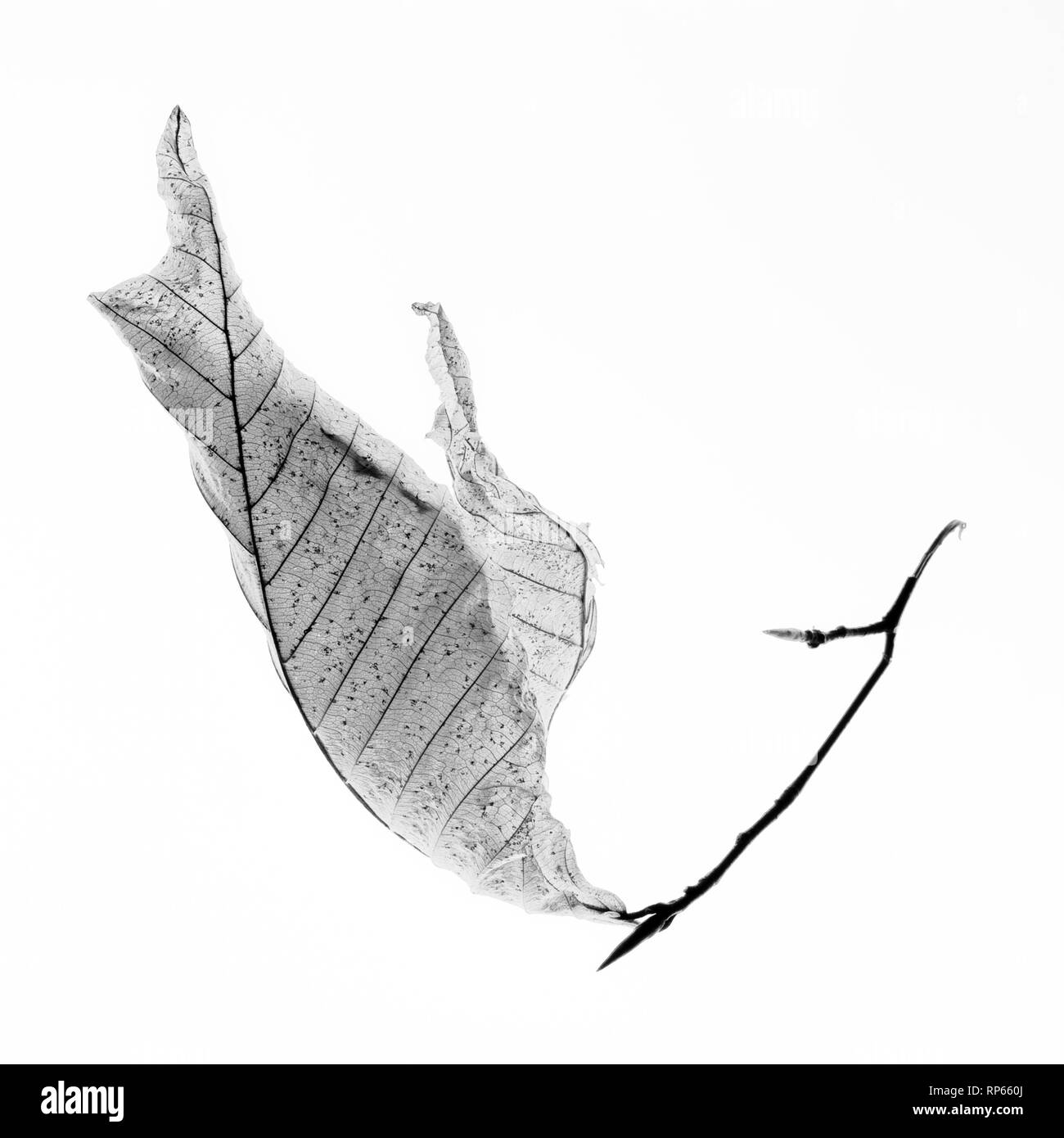 American beech leaf hi-res stock photography and images - Alamy