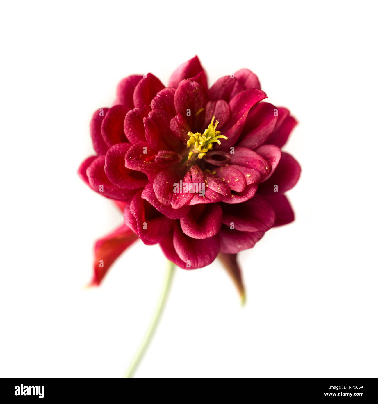 Columbine ii Cut Out Stock Images & Pictures - Alamy