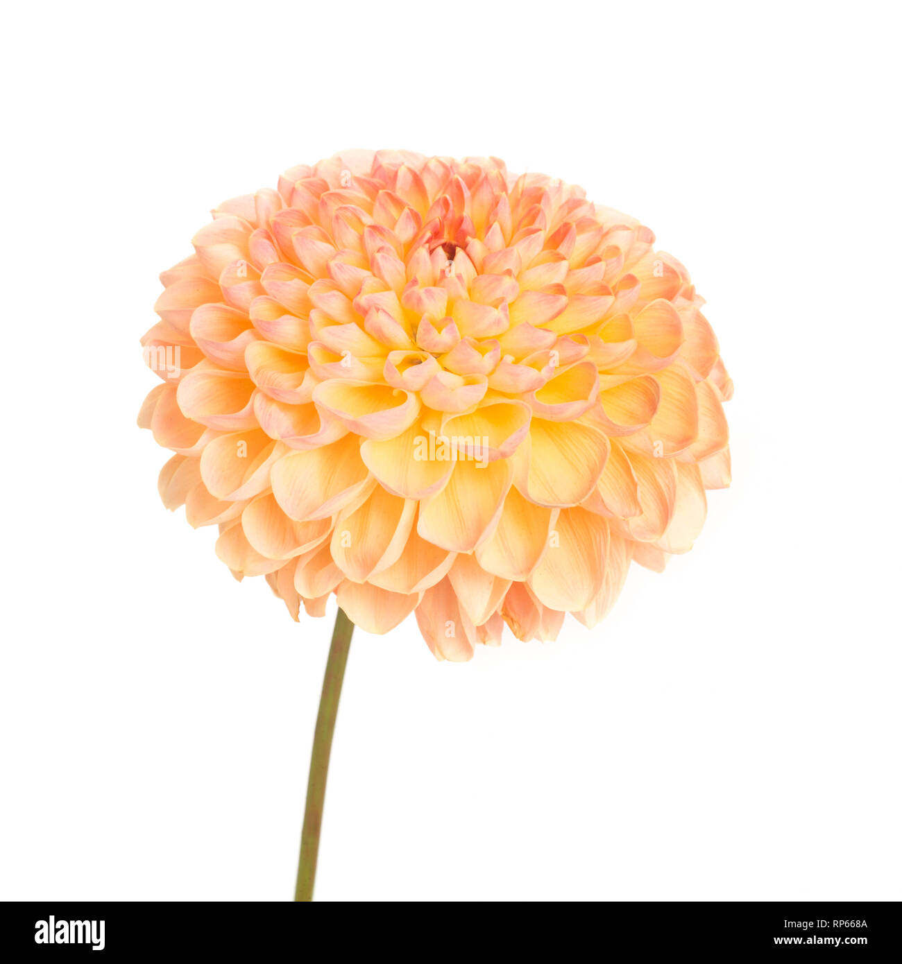 Dahlia Flower on Stem against White Background Stock Photo - Alamy